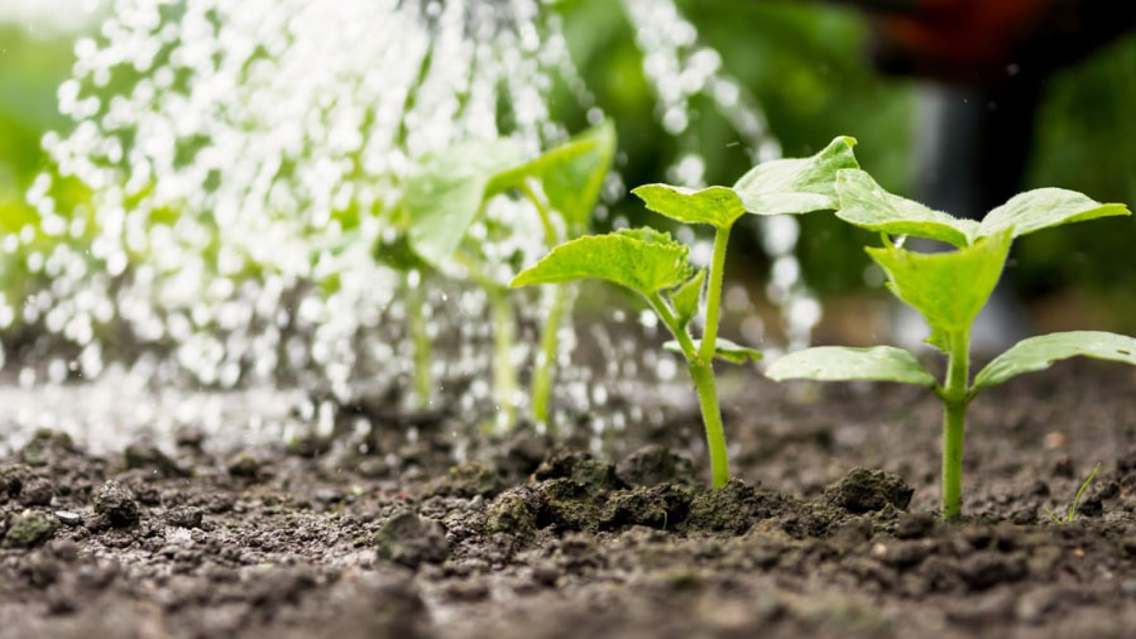 Optimizing Water Consumption in Agriculture – Eco Smart Irrigation